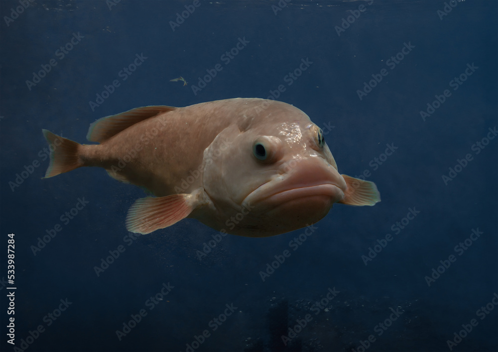 Photo of a blobfish - Blob Fish known as the world's ugliest deep sea creature Stock Photo ...