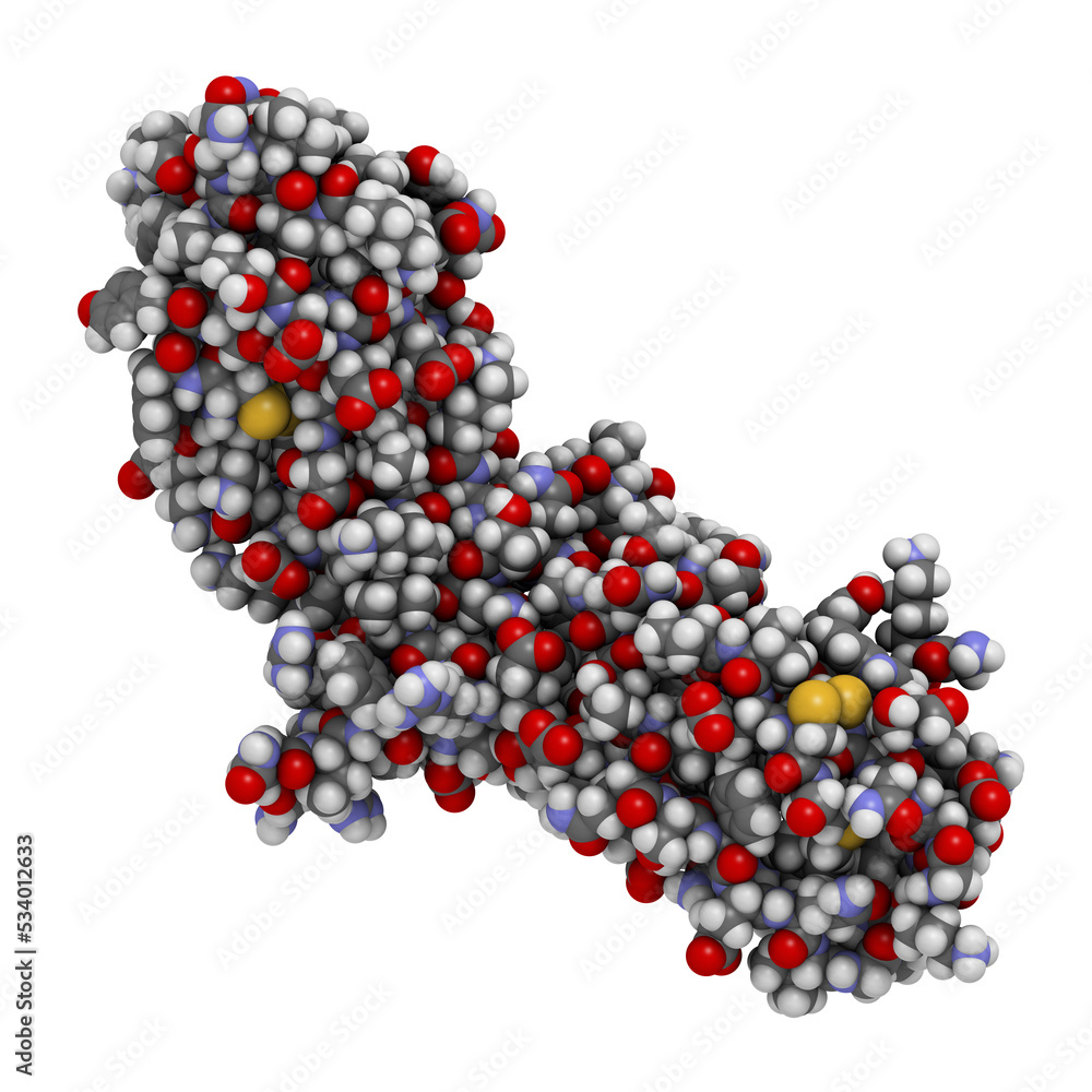 Tissue factor (TF, extracellular part) protein. Essential in extrinsic ...