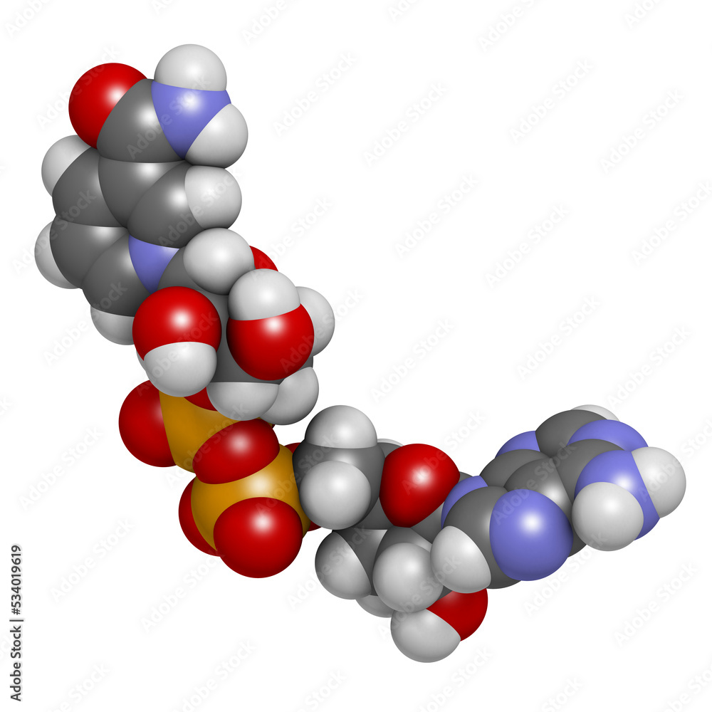 Nicotinamide adenine dinucleotide (NAD+) coenzyme molecule. Important coenzyme in many redox ...