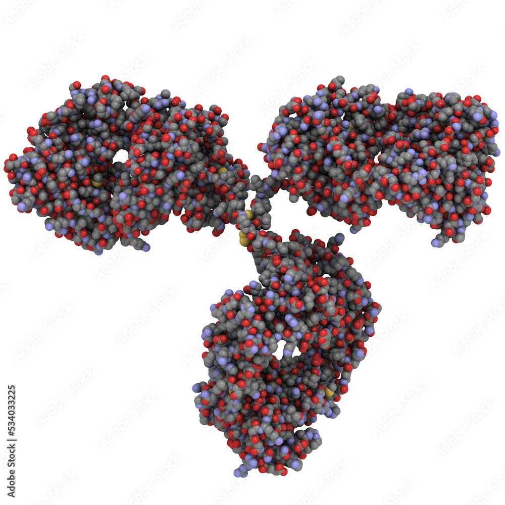 Stock-Illustration „Monoclonal antibody (Immunoglobulin G, IgG2a, mAb ...