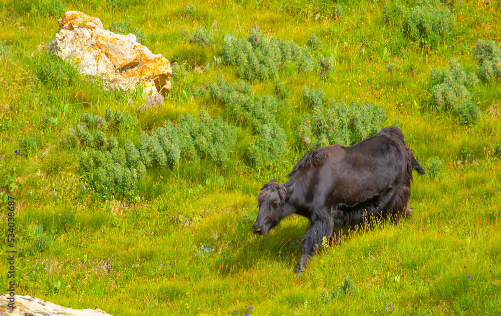 A herd of yaks graze in the mountains. Himalayan big yak in a beautiful ...
