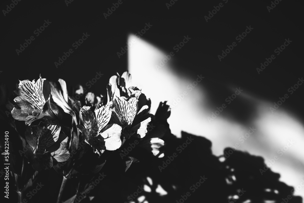 Beautiful lily flowers beetween light and shadow. Funeral flowers ...