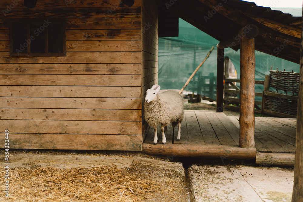 Border Leicester is one of the oldest English long-haired sheep breeds ...
