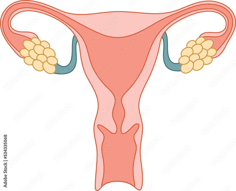 Human anatomy Female reproductive system, female reproductive organs. Organs location scheme ...