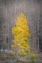 Lone Aspen Tree Free Stock Photo - Public Domain Pictures