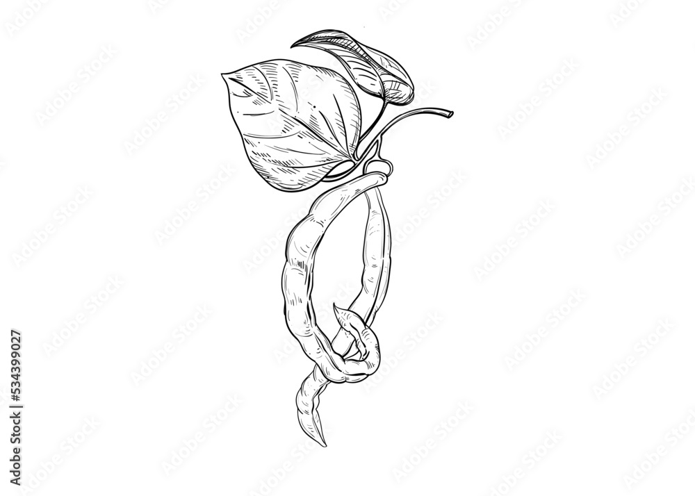 Hand drawn sketch black and white illustration set of green bean, leaf ...