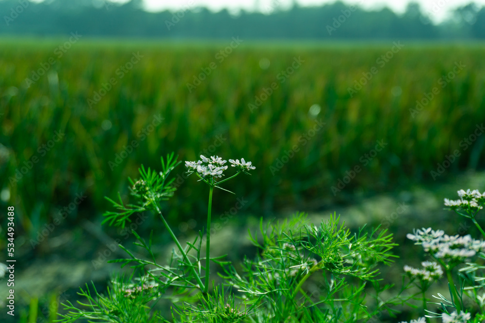 Coriander Blossoming Flowers in the garden, Coriander is the fruit or ...
