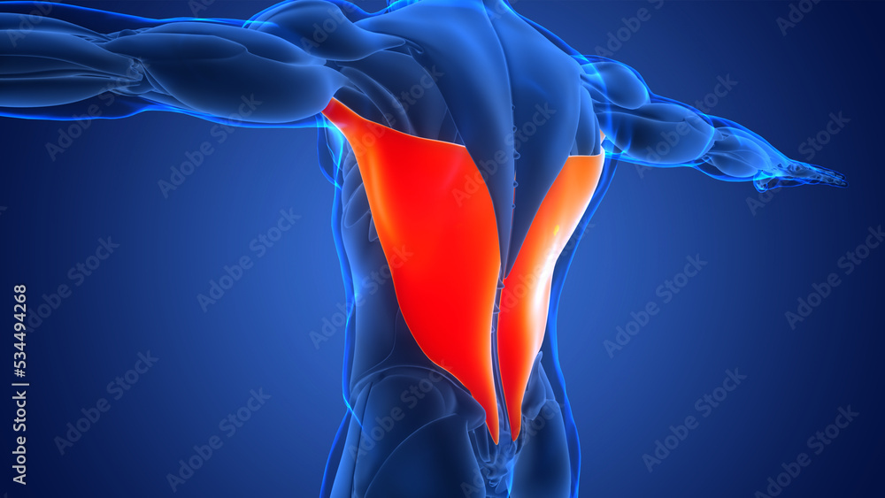 Human Muscular System Torso Muscles Latissimus Dorsi Muscle Anatomy ...