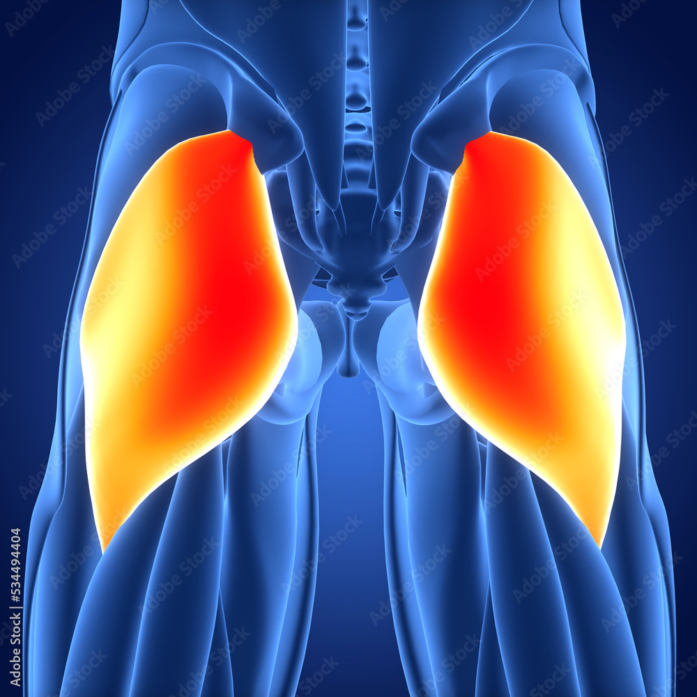 Human Muscular System Leg Muscles Gluteus Maximus Muscle Anatomy Stock ...