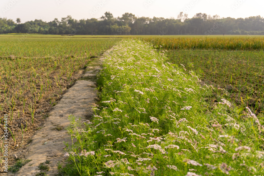 Coriander flower blooming in the coriander field. Coriander is an ...