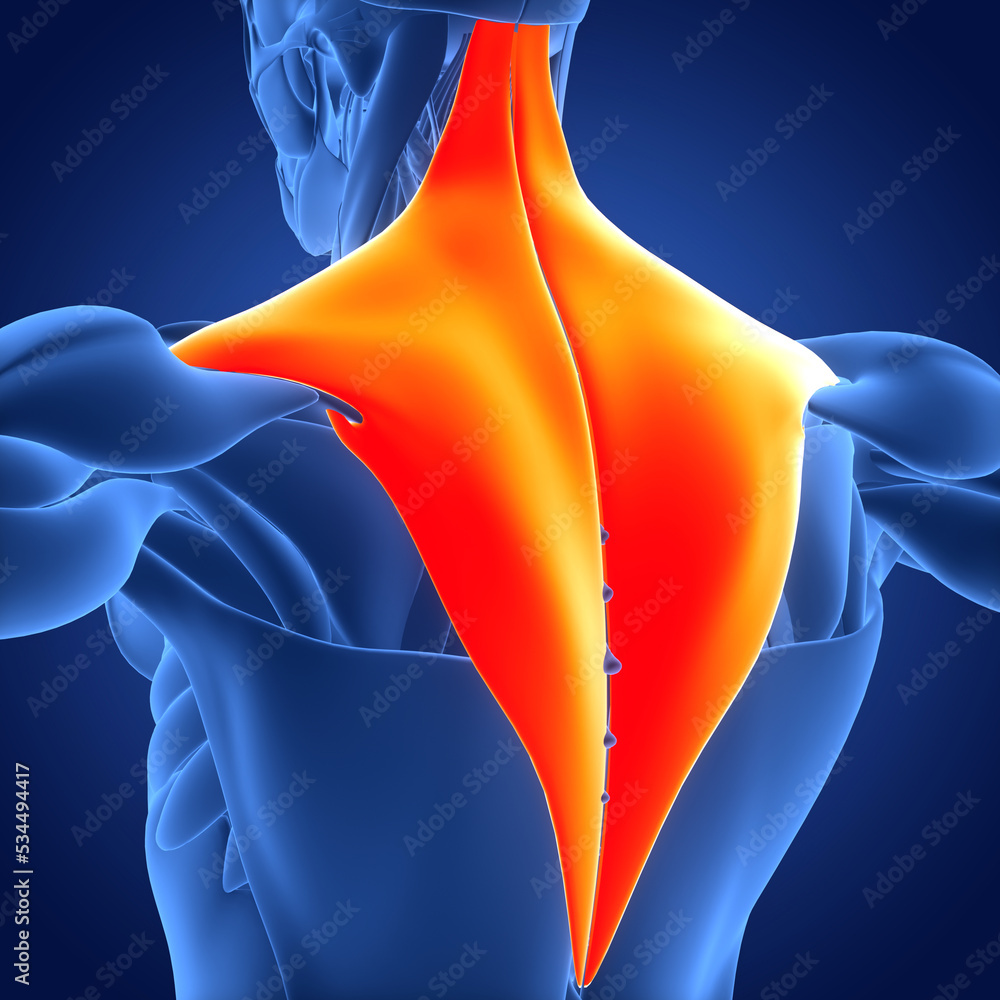 Human Muscular System Torso Muscles Trapezius Muscle Anatomy Stock ...