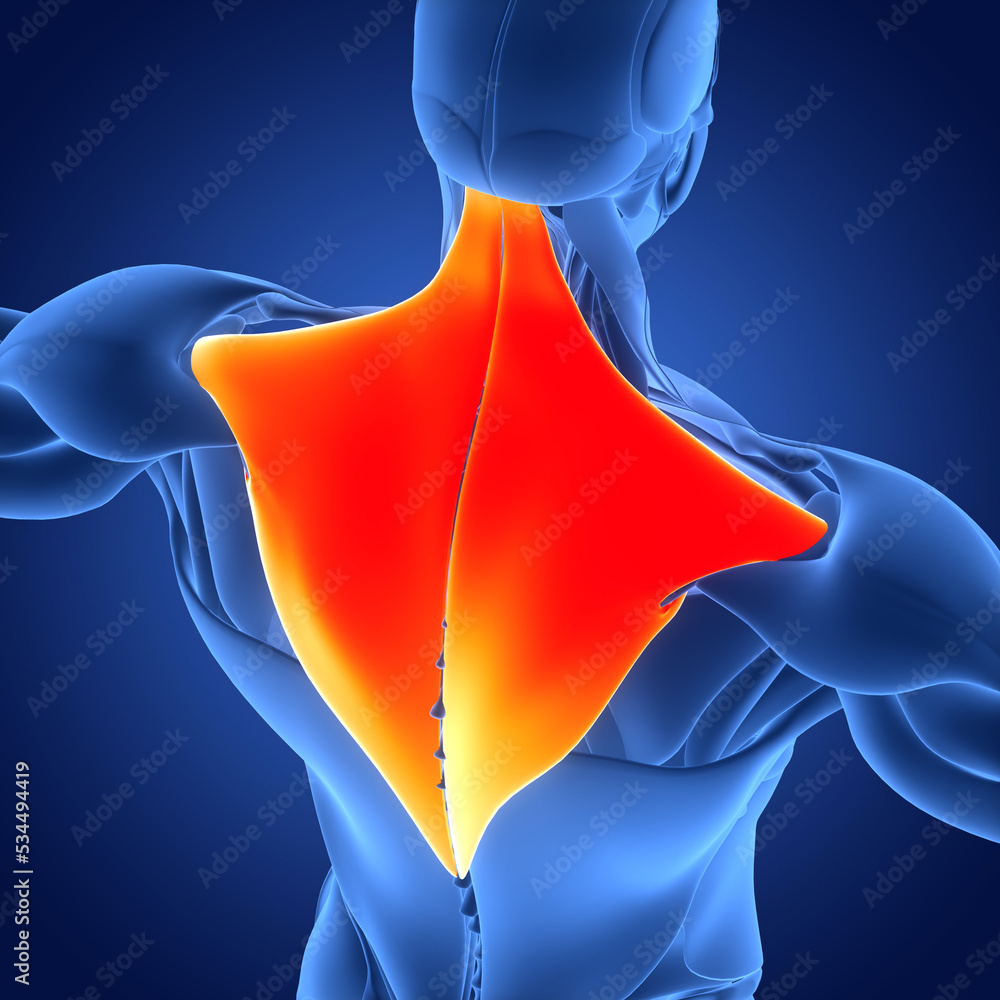 Human Muscular System Torso Muscles Trapezius Muscle Anatomy Stock ...