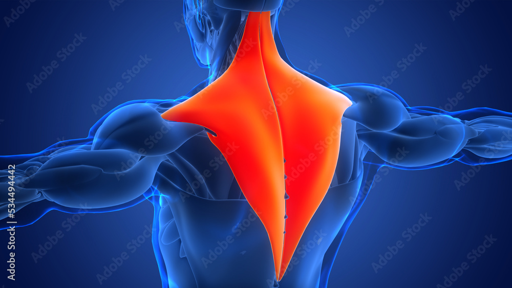 Ilustración de Stock Human Muscular System Torso Muscles Trapezius ...