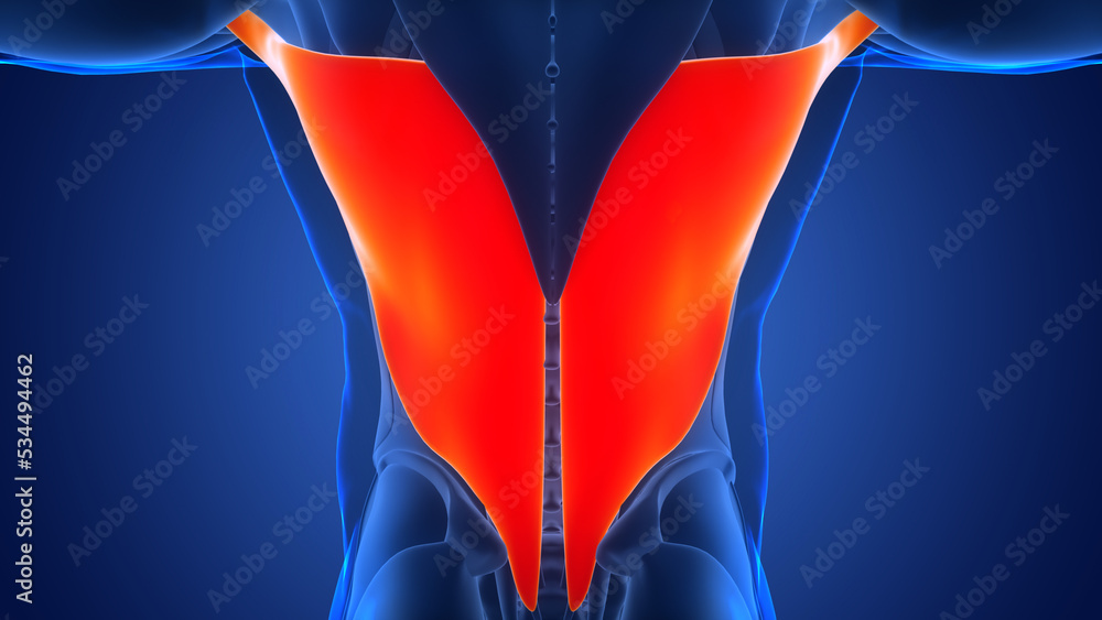 Human Muscular System Torso Muscles Latissimus Dorsi Muscle Anatomy ...