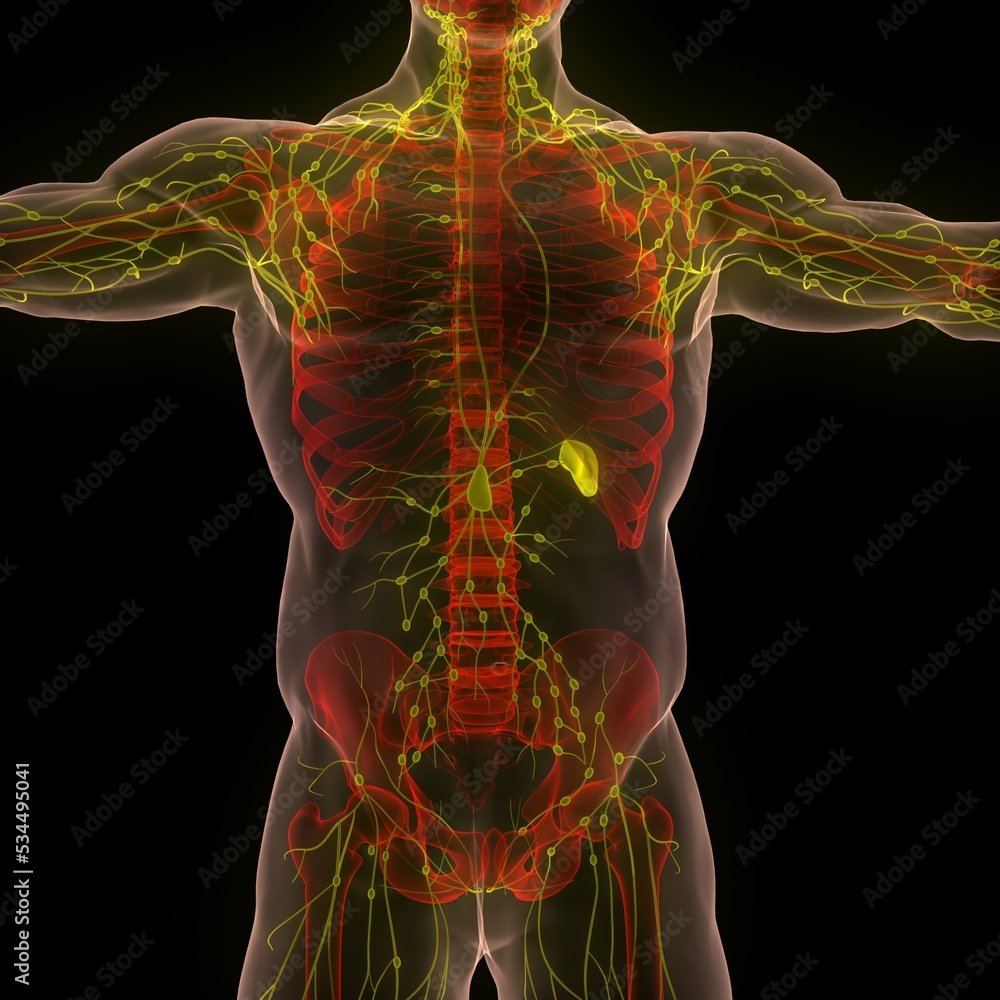 Human Internal System Lymph Nodes Anatomy Stock Illustration | Adobe Stock