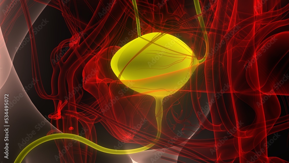 Human Urinary System Bladder Anatomy Stock Illustration | Adobe Stock