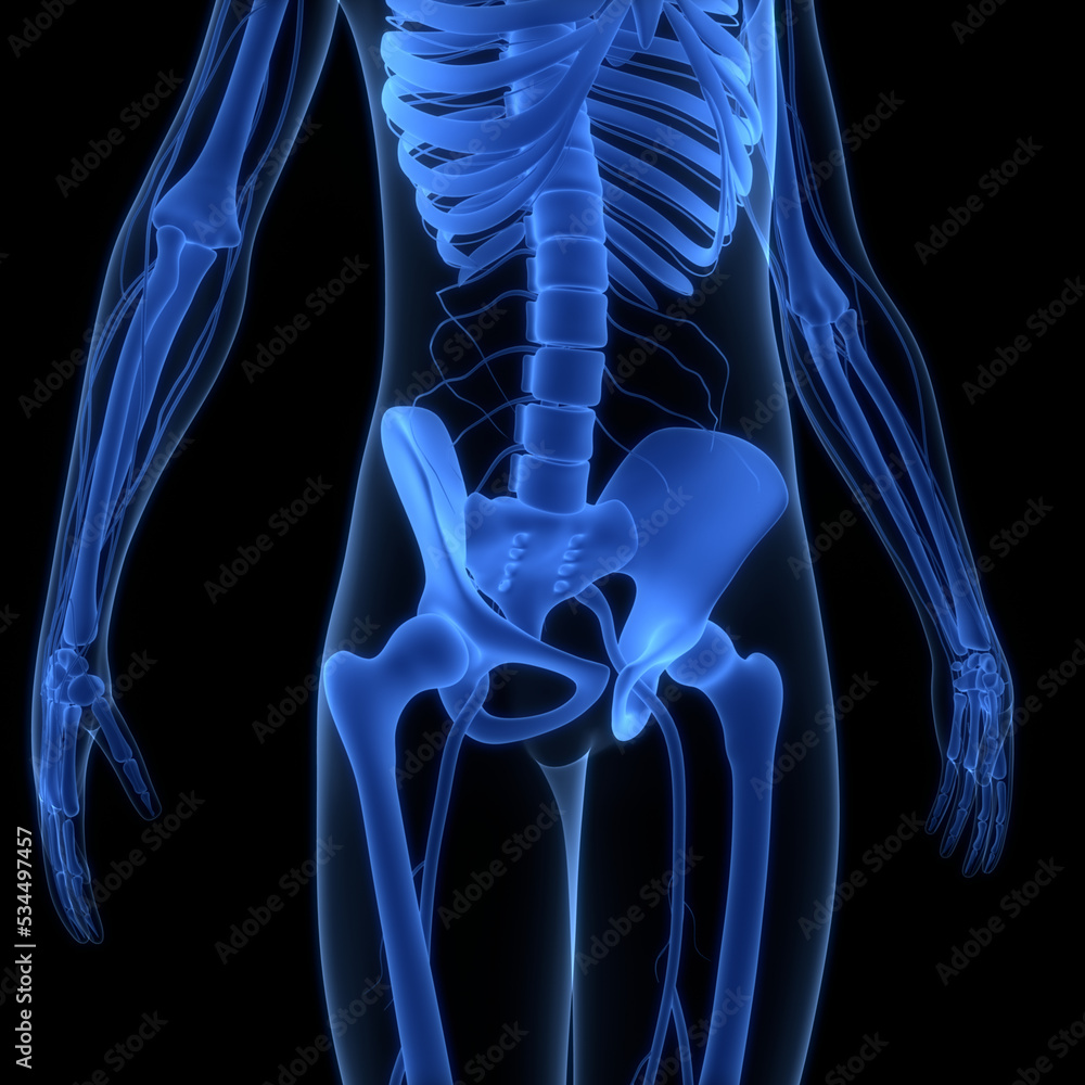 Human Skeleton System Bone Joints Anatomy Stock Illustration | Adobe Stock