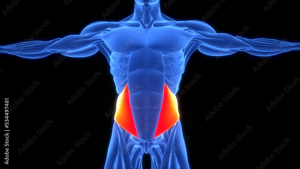 Human Muscular System Torso Muscles Internal Oblique Muscles Anatomy ...