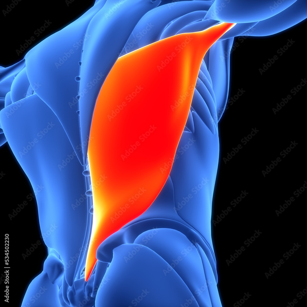 Human Muscular System Torso Muscles Latissimus Dorsi Muscles Anatomy ...
