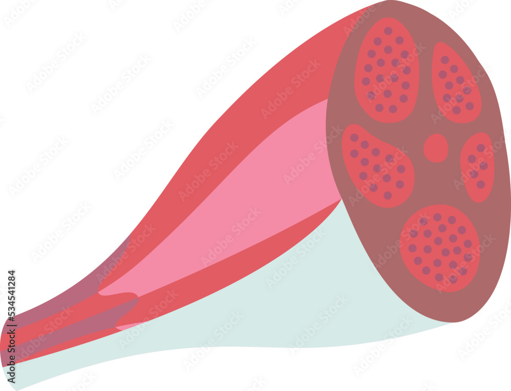 Muscle icon Stock Vector | Adobe Stock