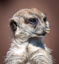 Miniature Mongoose Free Stock Photo - Public Domain Pictures