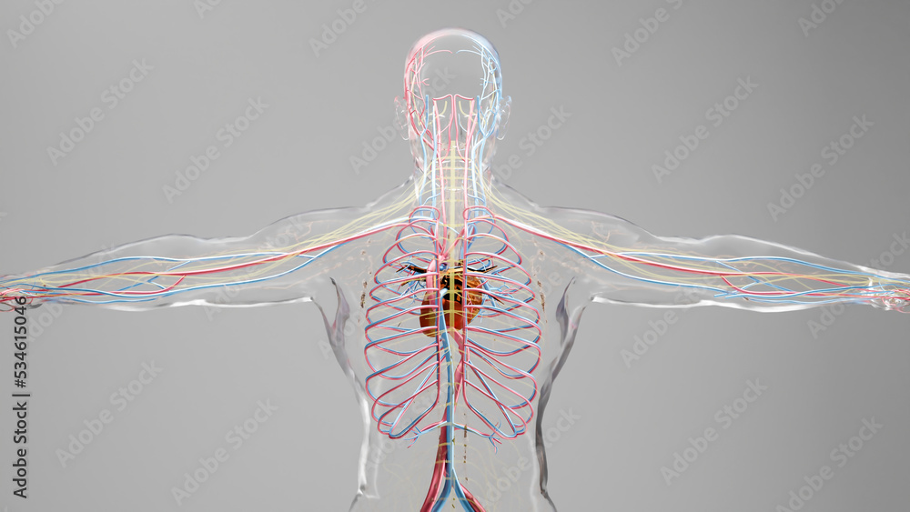 Human arterial and venous circulatory system, Medically accurate ...