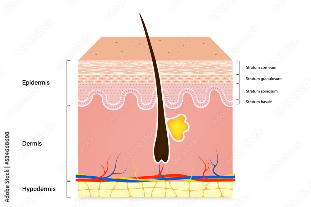 Human skin anatomy. Skin layers. Epidermis, dermis, hypodermis. Stock ...