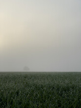 Mist Over Field Free Stock Photo - Public Domain Pictures