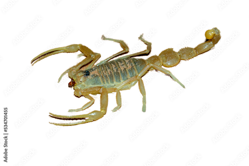 Shield Tailed Scorpion (Apistobuthus pterygocercus) in the middle east ...