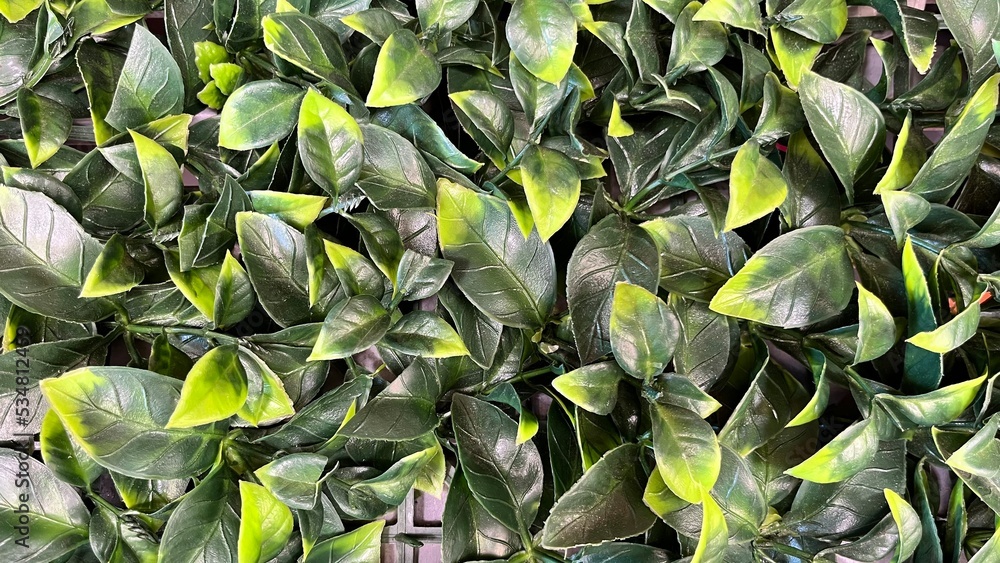 Grass texture. grass texture. Background. Green-wallpaper. Natural ...