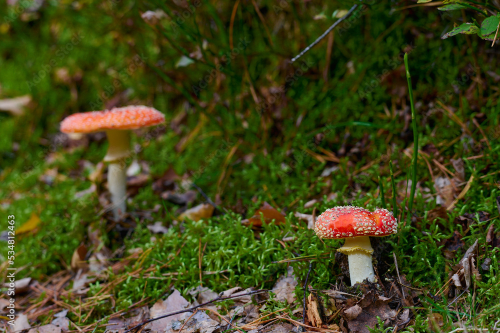 Muchomory czerwone stanowią ozdobę polskich lasów. Białe kropeczki na ...