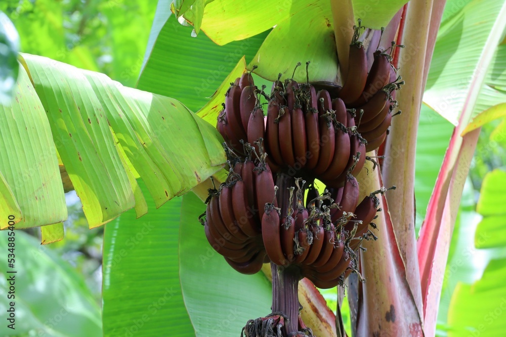 Red banana (Musa acuminate) Musaceae family. Is a wired tape of banana ...