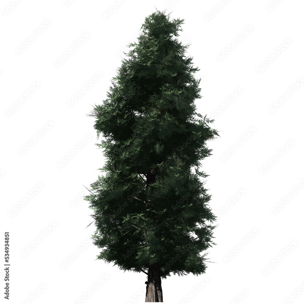 Eastern Red Cedar Tree - Front View Stock Illustration | Adobe Stock