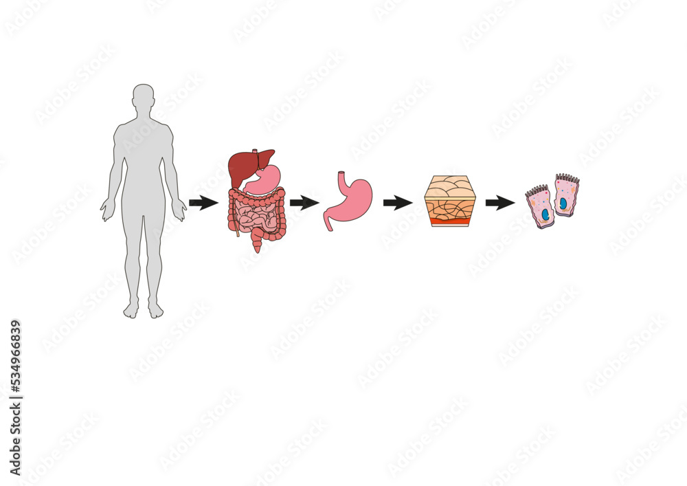 schematic representation of levels of organization in humans and other ...