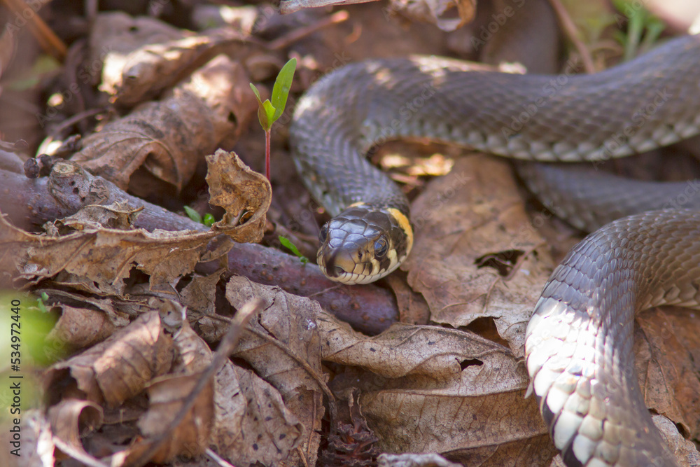 zaskroniec zwyczajny (Natrix natrix) Stock Photo | Adobe Stock