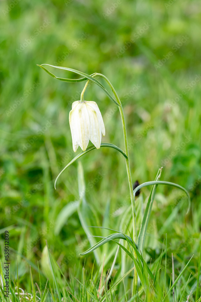 A single white snakes head fritillary, Fritillaria meleagris, with a ...