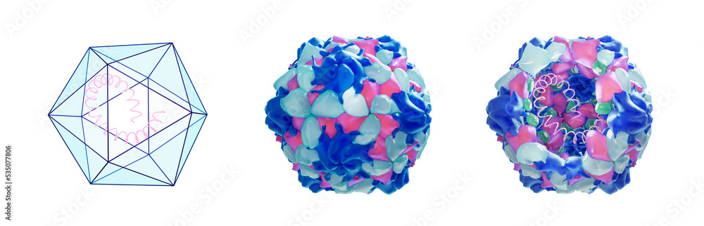 Polio virus structre with capsid proteins and the RNA inside ...