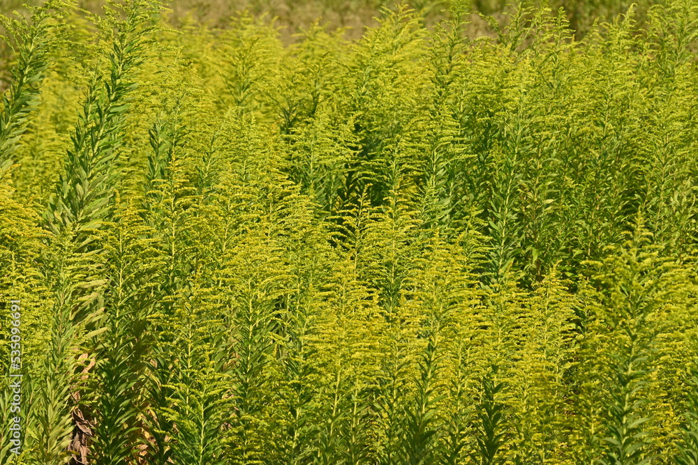 Tall goldenrod flowers. Asteraceae perennial plants. The flowering ...