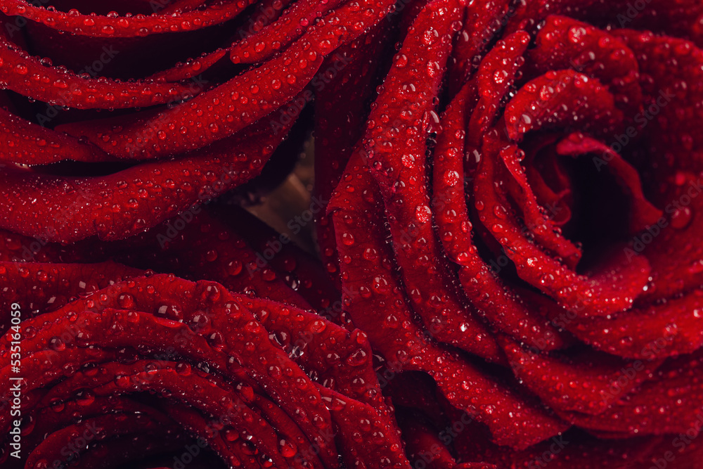 Beautiful Red Roses Background Stock Photo | Adobe Stock