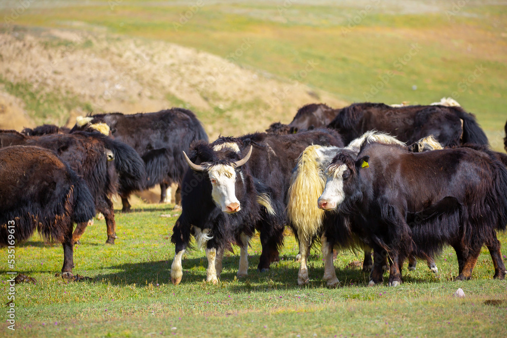 A herd of yaks graze in the mountains. Himalayan big yak in a beautiful ...