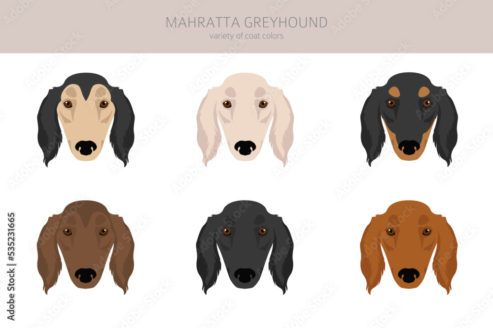 Mahratta greyhound clipart. All coat colors set. All dog breeds ...