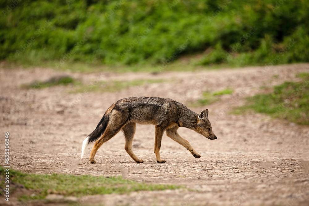 striped jackal walks along the animal path, side view, head lowered ...