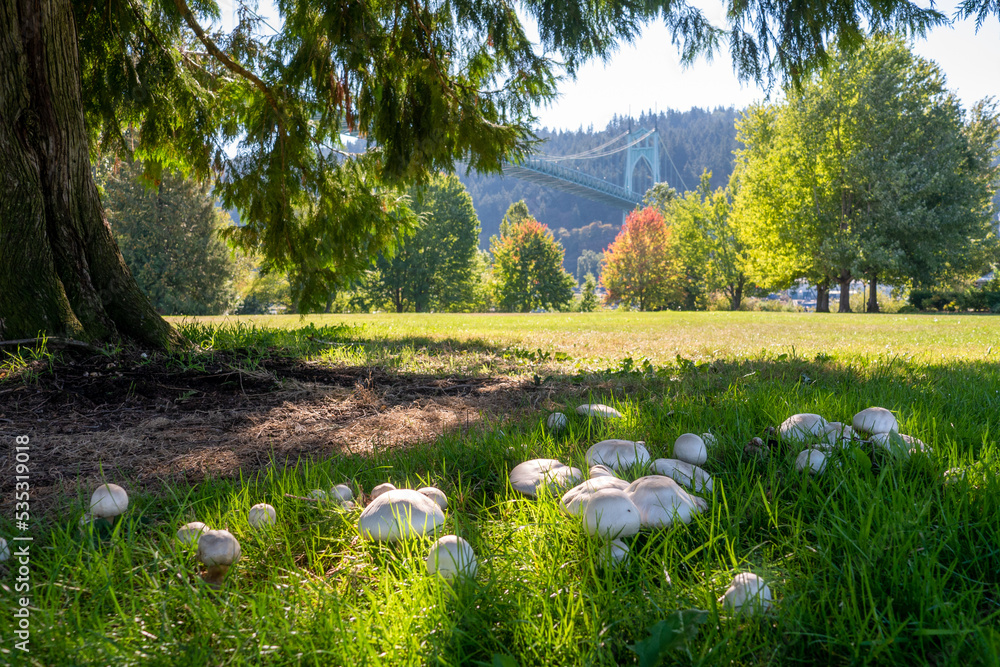 Mushrooms growing in the shady green grass of a scenic park in the ...