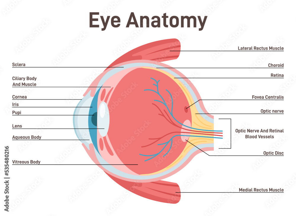 Eye anatomy. Human vision organ cross section anatomical structure ...