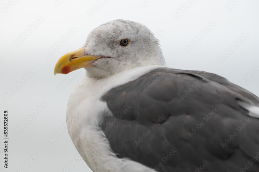 Standing Seagull Looks Back At Camera Stock Photo | Adobe Stock