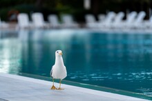 Seagull By The Pool Free Stock Photo - Public Domain Pictures