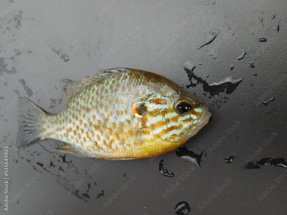 Photo Stock Lepomis gibbosus pumpkinseed, also referred to as pond perch, common sunfish, punkie ...