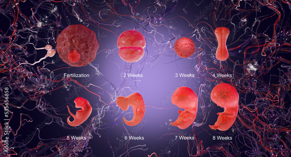 Stages of embryo development. Early stages of fetal development ...