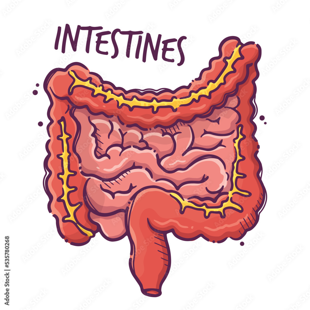 Intestines. Humans and animals internal organs. Medical theme for ...