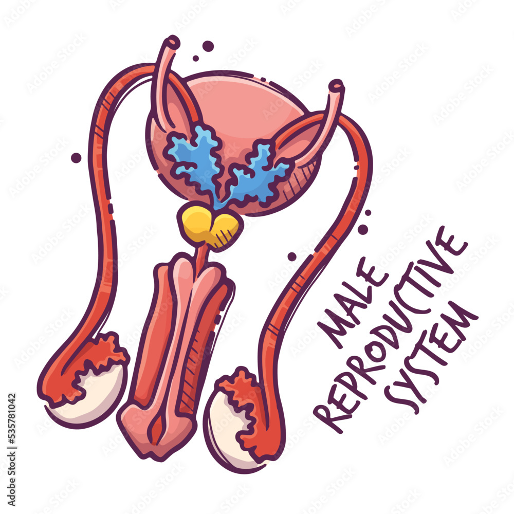 Male reproductive system. Humans and animals internal organs. Medical ...